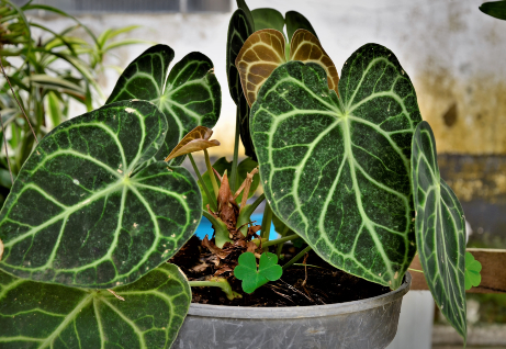 Klasifikasi dan Morfologi Bunga Kuping Gajah