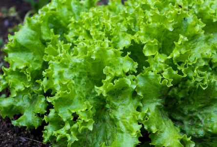 Syarat Tumbuh Selada (Lactuca sativa)